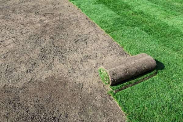 WEST Less Water Sod - Manderley Sod