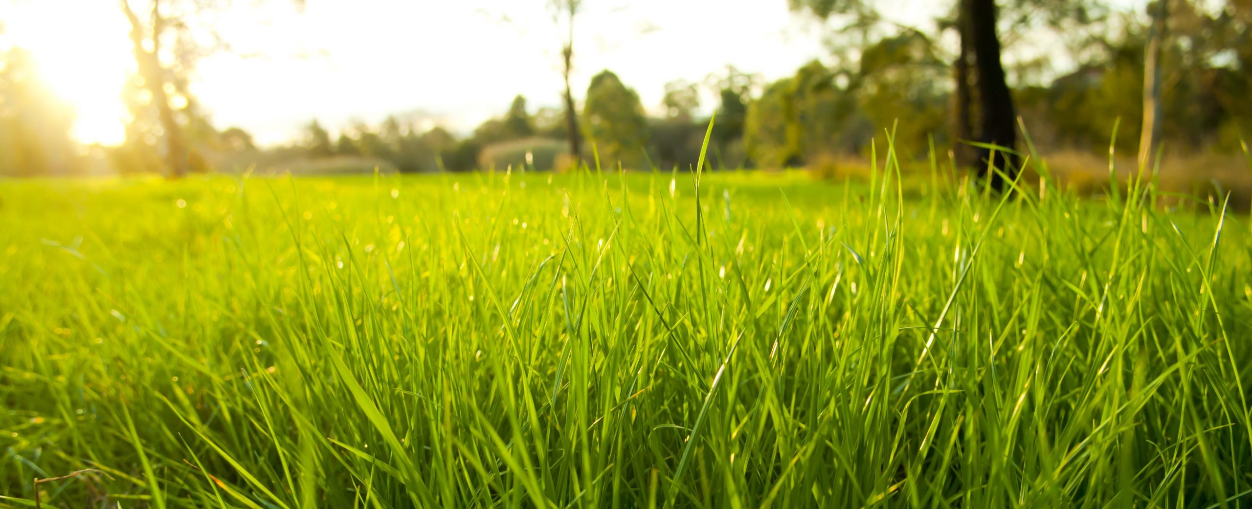 Conseils pour obtenir la plus belle pelouse cet été | Manderley