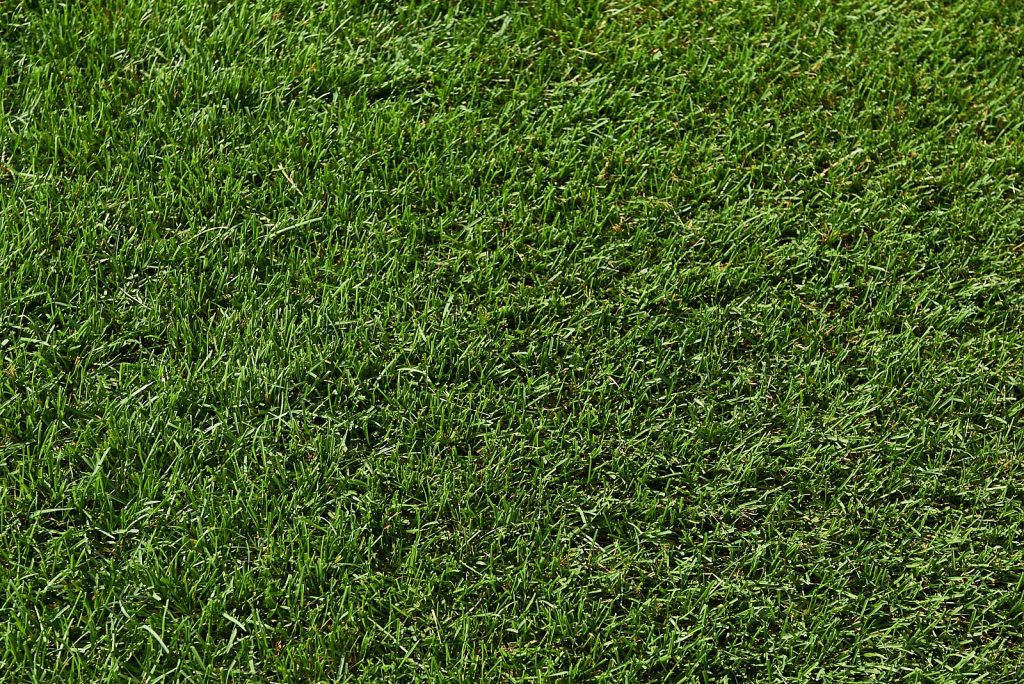 Lawn & Garden Products | Less Water Sod | Manderley