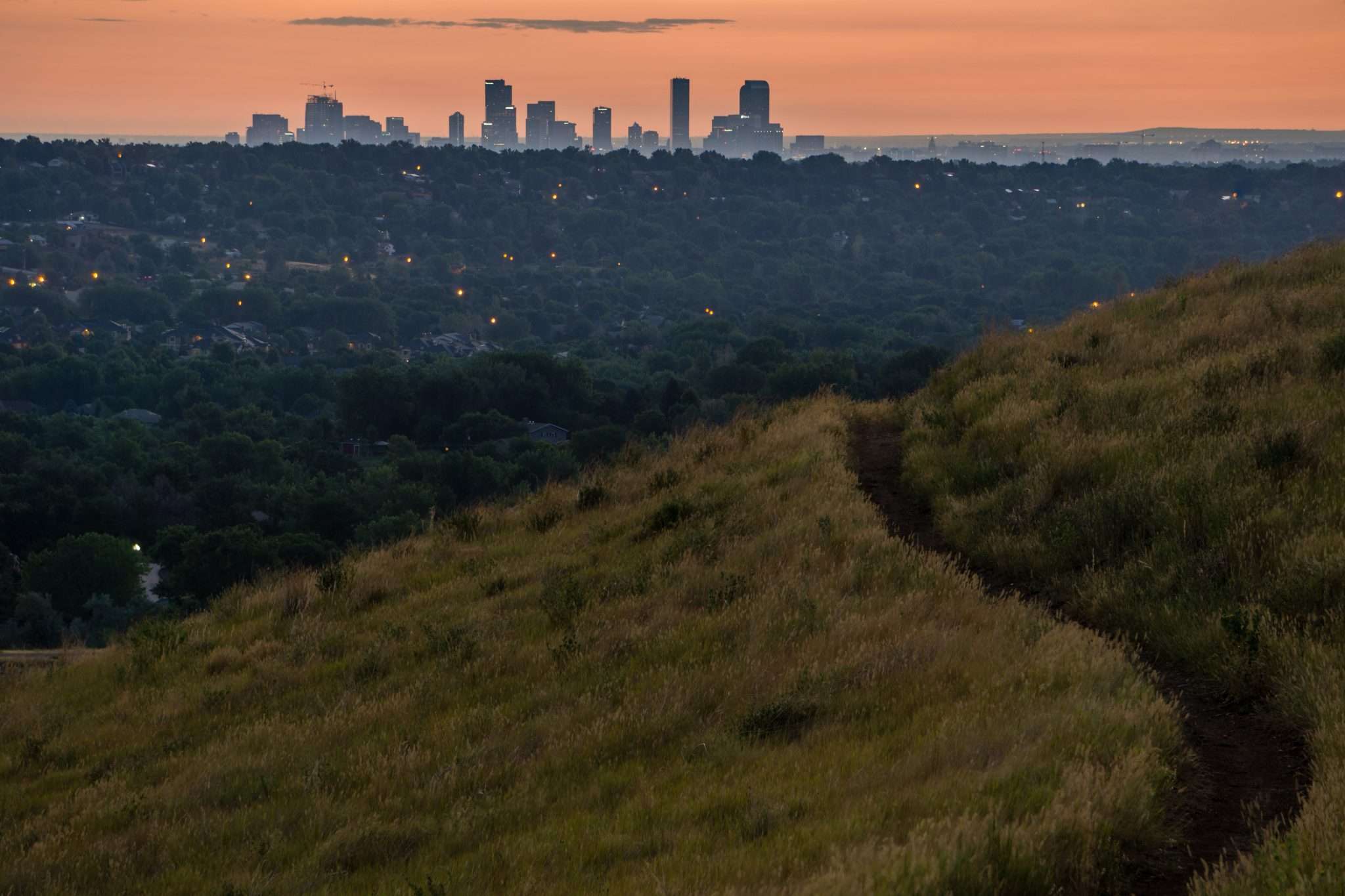 Manderley Low Grow Transition Zone Sod - Manderley Sod