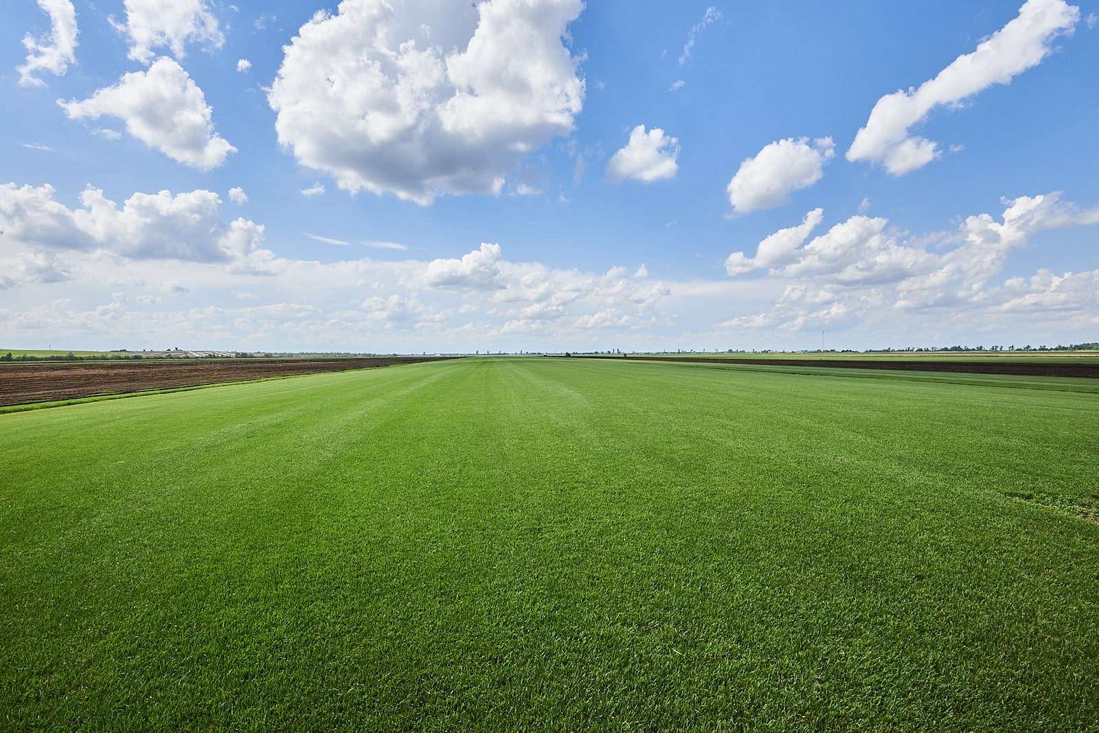 Natural Grass Sod, Seed and Fertilizer | Manderley Turf Products