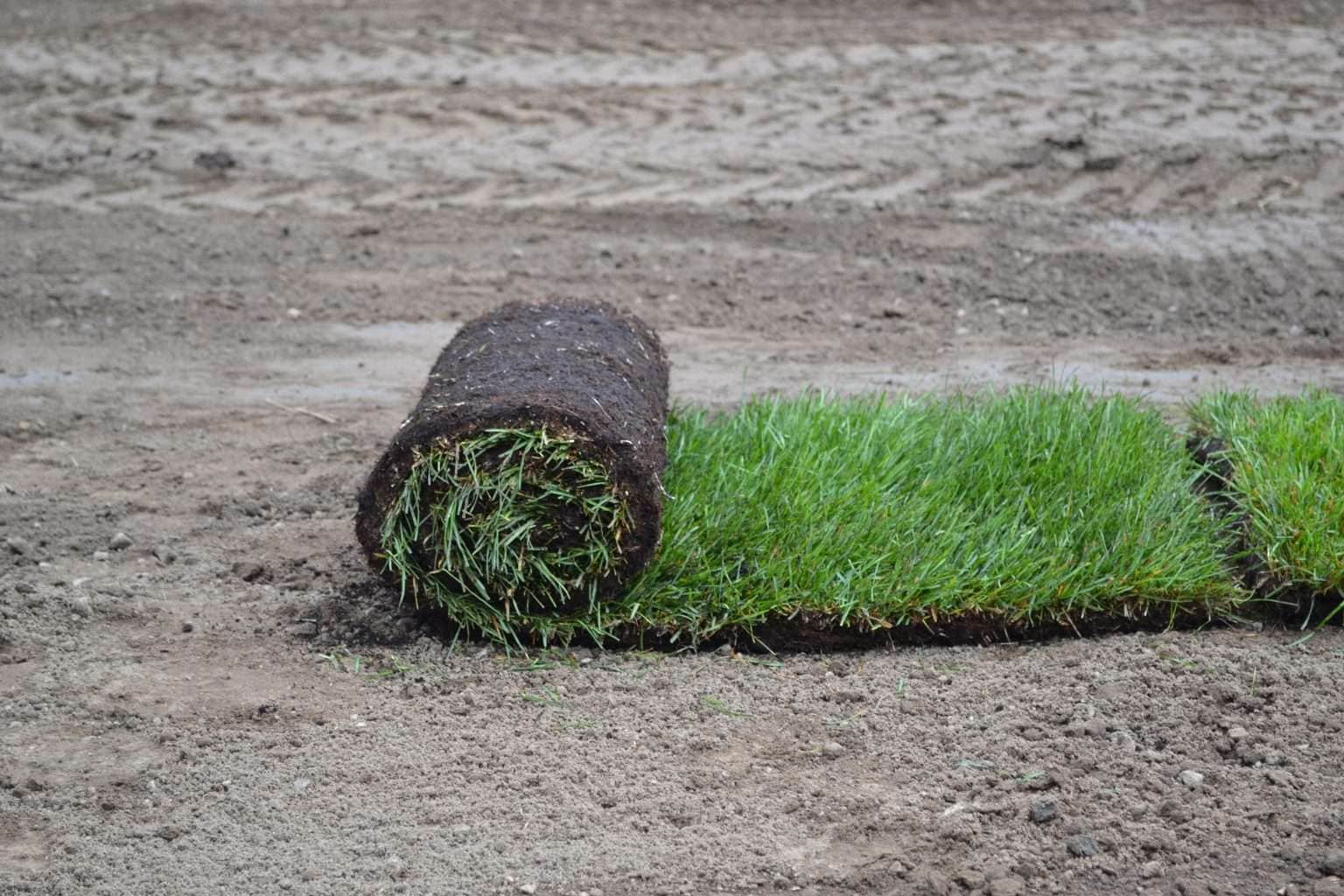 Why Choose Kentucky Bluegrass? - Manderley Sod